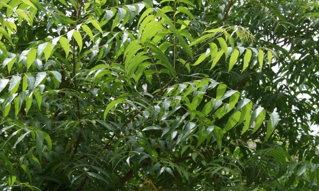 How to Treat Dieback Disease in Neem Trees?