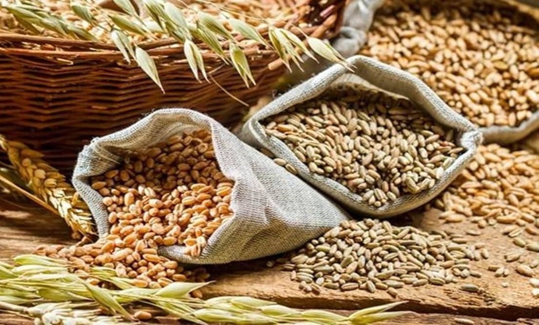 ICAR-IARI Develops 6 New High- Yielding & Disease Resistant Wheat Varieties