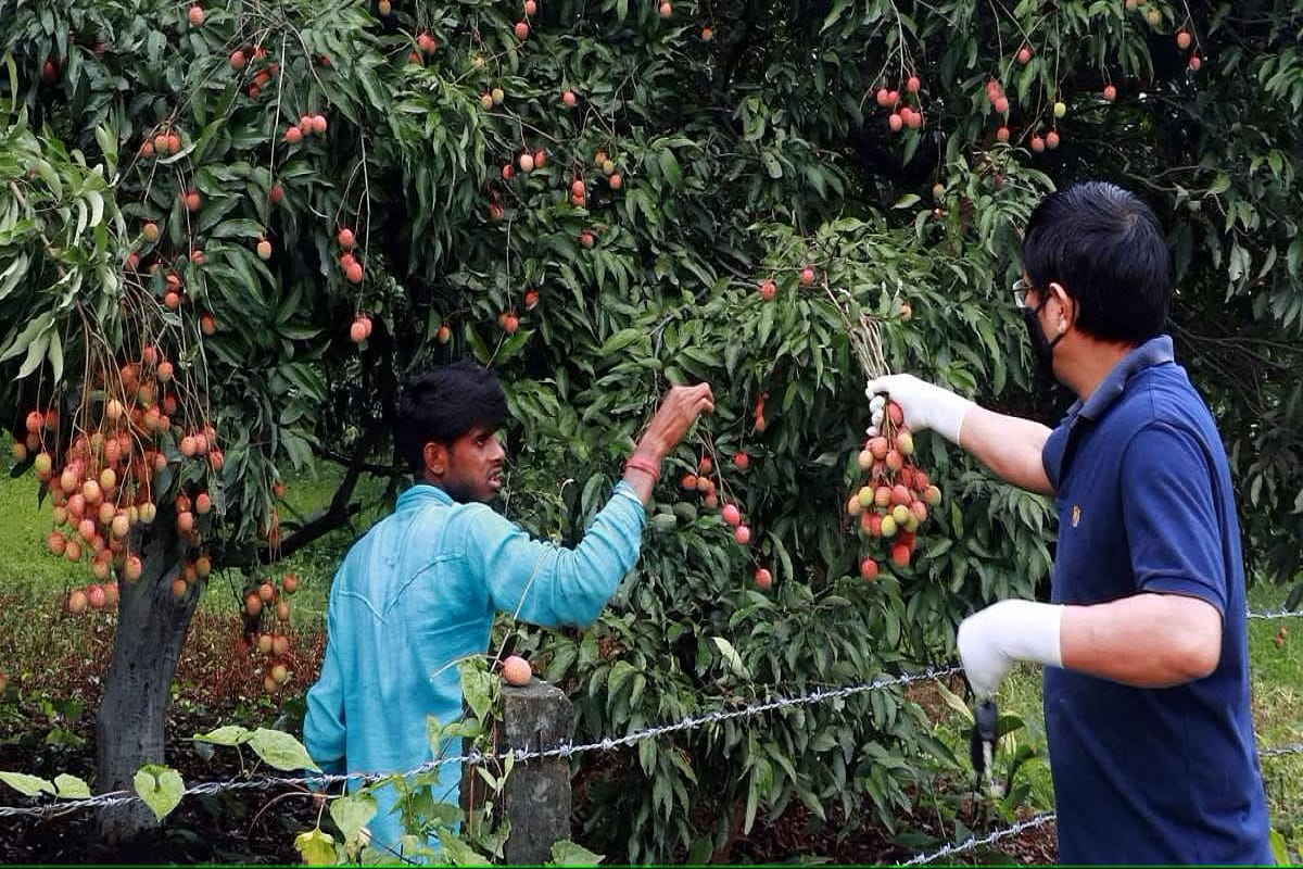 Farmers in Bihar Worried About Mango and Litchi Harvests as Mercury Rises