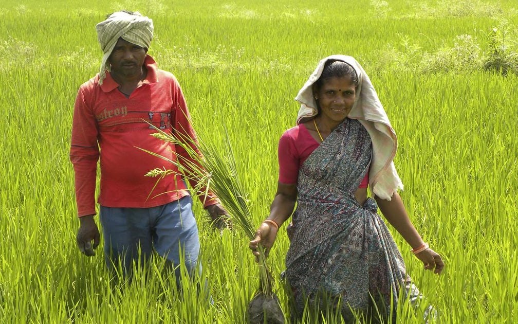 Odisha's Agriculture & Allied Sectors Grew By 65%