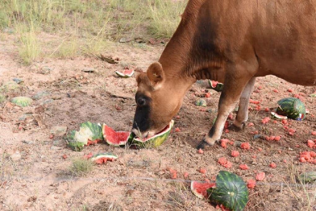 Want to Increase Your Cow’s Milk Production? Try Feeding it Watermelons