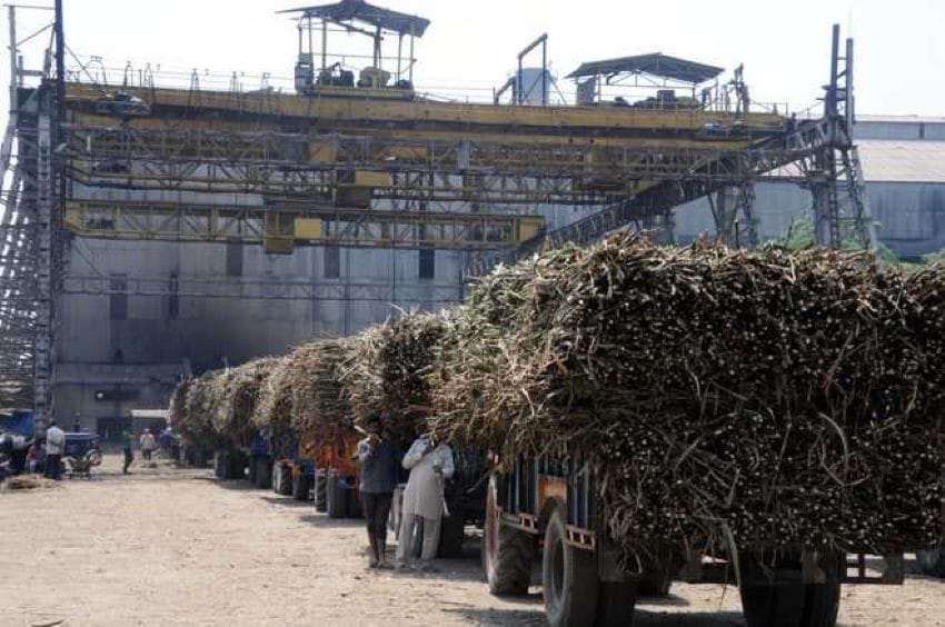 Haryana's Palwal Sugar Mill Yet to Begin Jaggery Production