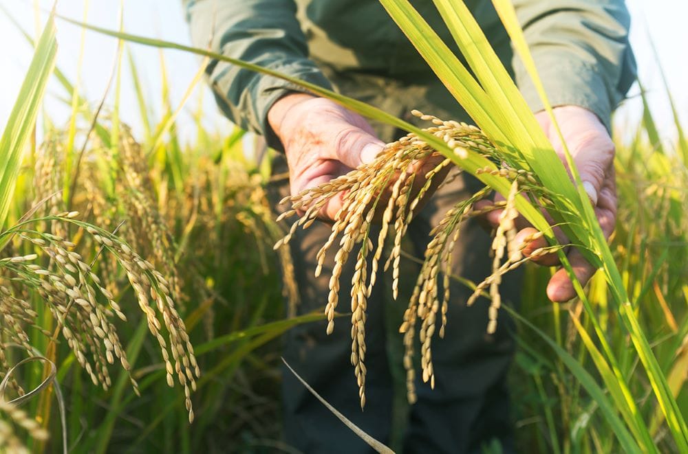 Telangana's Paddy Yield Likely to Exceed 1.5 crore tones