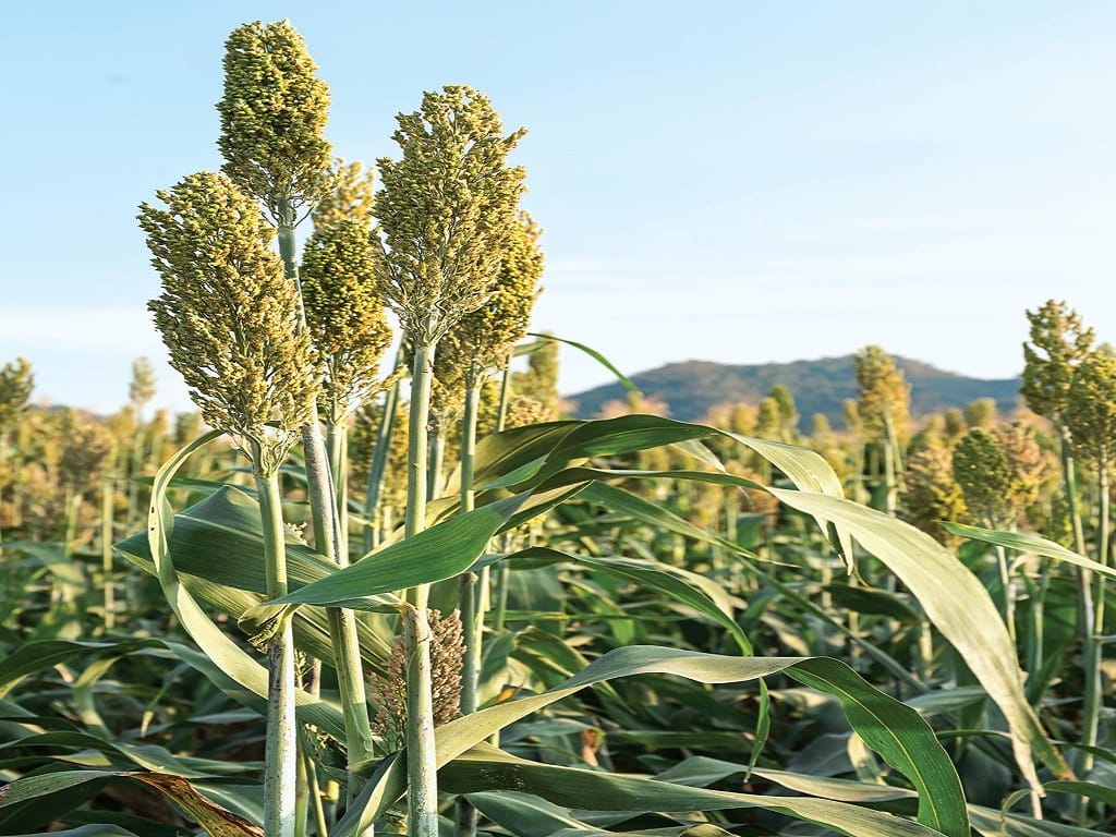 Traditional Small-Scale Farming Provides Sustainable, Resilient ...