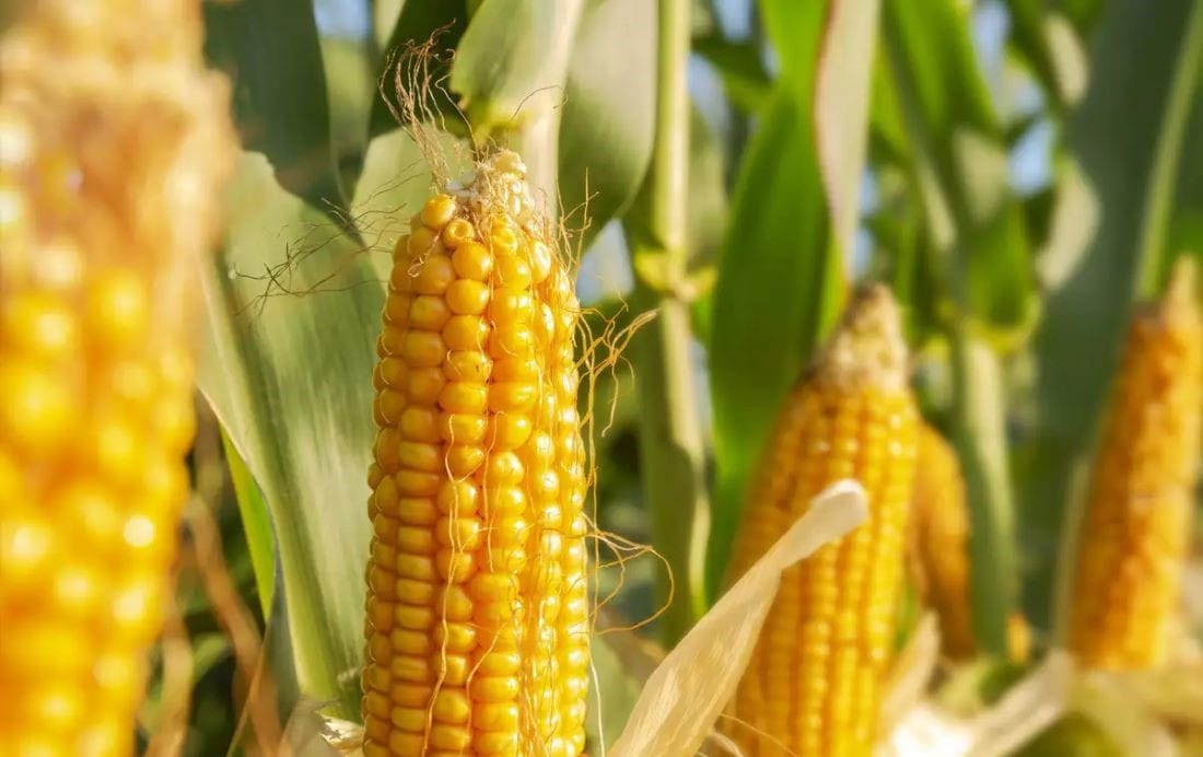 Asian Buyers Increase Corn Purchases from India as Drought Cuts ...