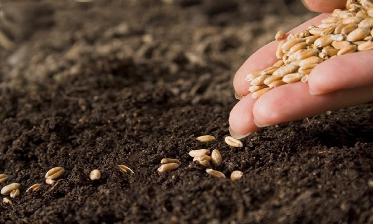 Seed Traceability System Soon to be Launched by the Govt: Agriculture ...