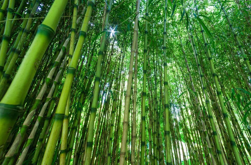World's 1st Bamboo Crash Barrier 'Bahu Balli' Installed in Maharashtra