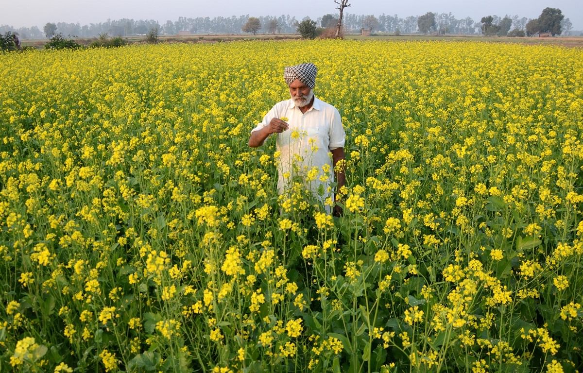 Mustard Farmers in Distress as MSP Prices Drop