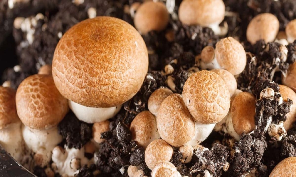 Cremini Mushrooms: Easy Recipes & Health Benefits