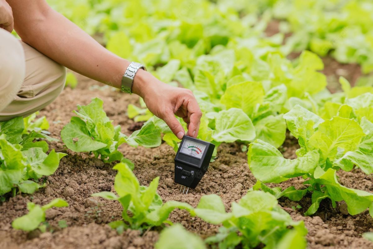 A New Soil Sensor Could Boost Crop Fertilization Efficiency