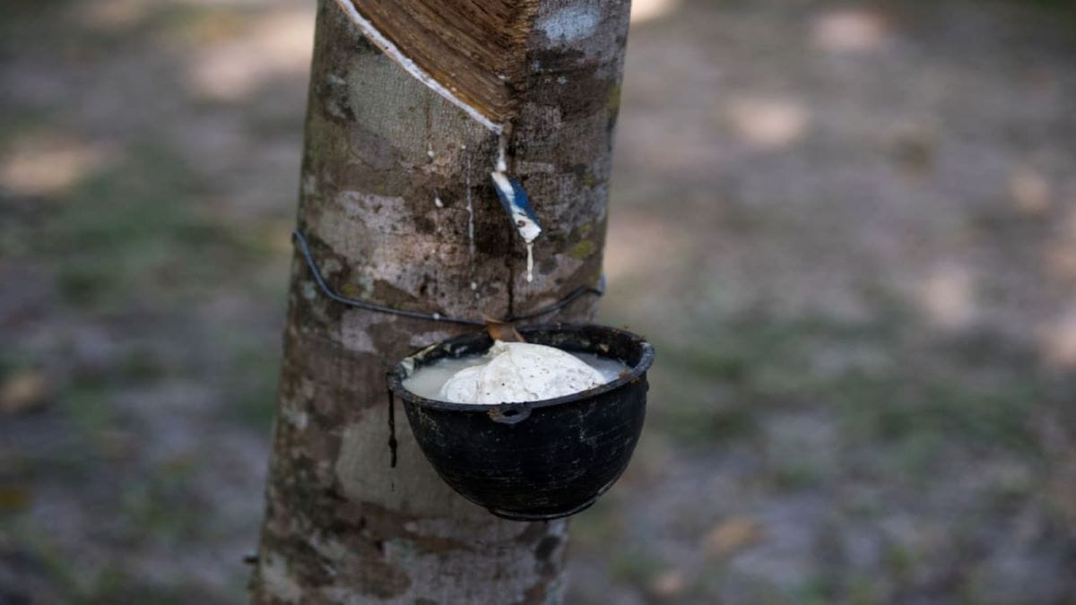 Rubber Board Launches CRISP Mobile App to Educate Growers