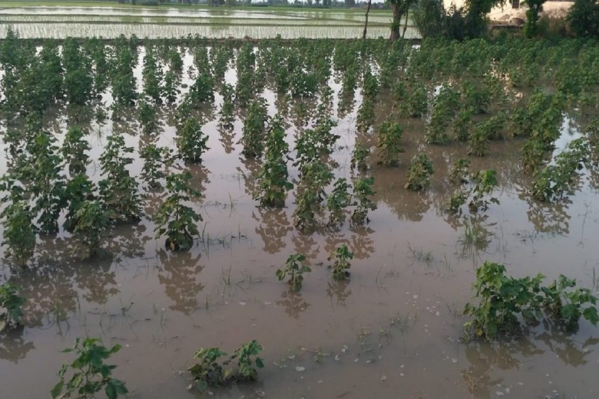 Cabinet Approves Assistance for Farmers Impacted by Unseasonal Rain in ...