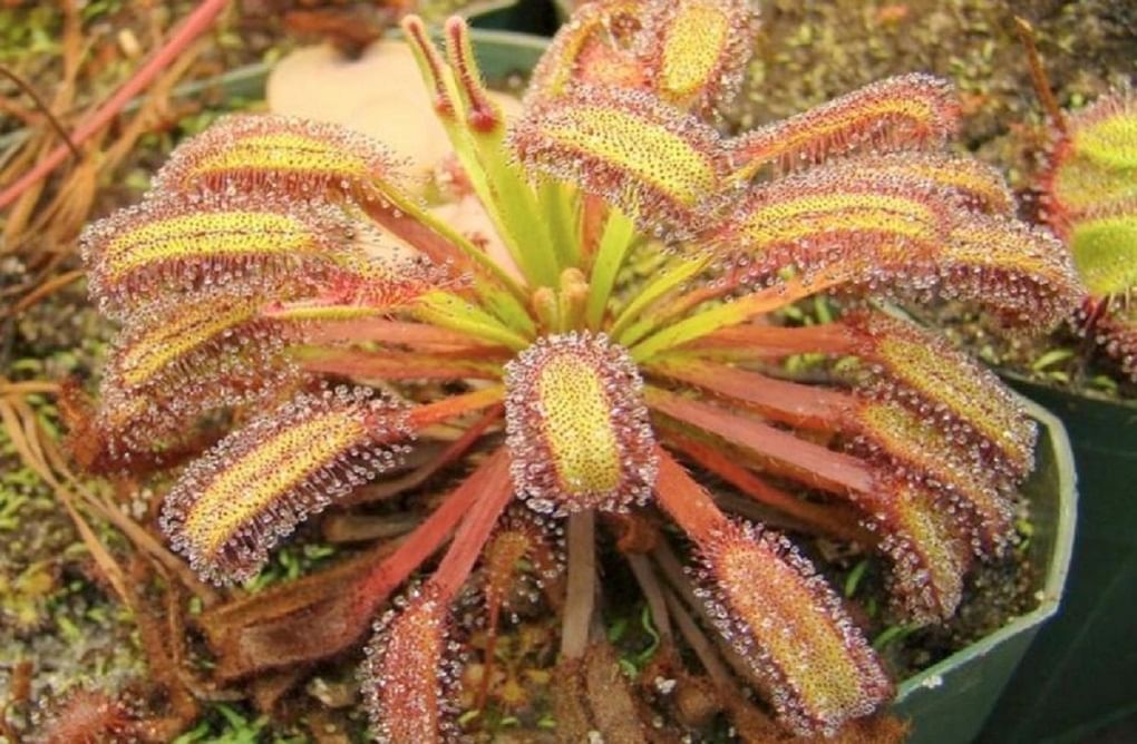 How to Grow Octopus Plants in a Garden?