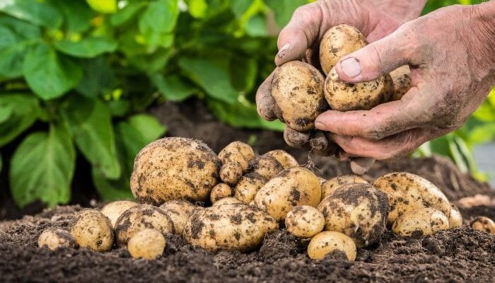 Disease Resistant Potatoes & Fortified Bananas Gets Govt Approval