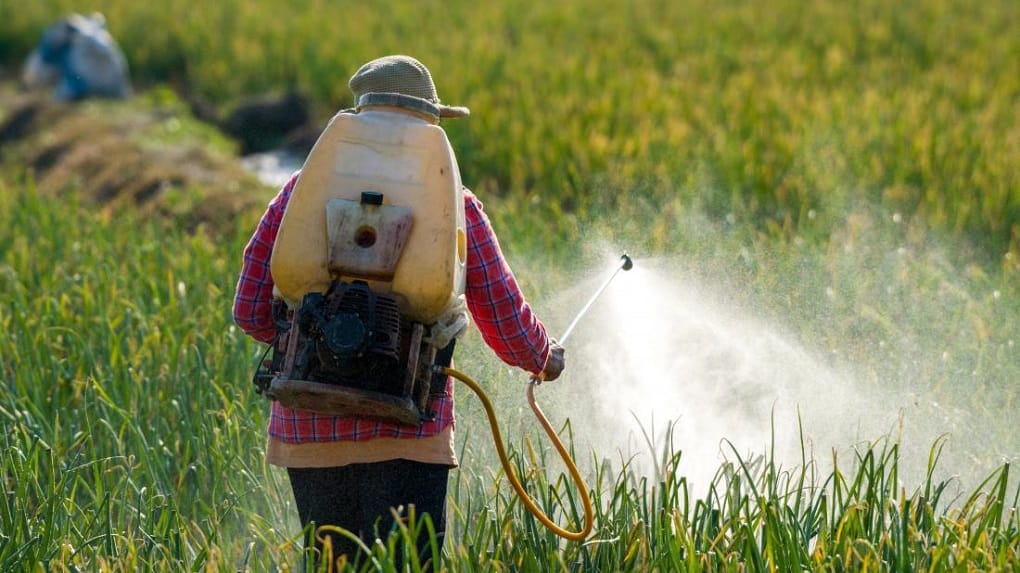 The Impact of Long-Term Exposure to Pesticides & Other Chemicals Used ...