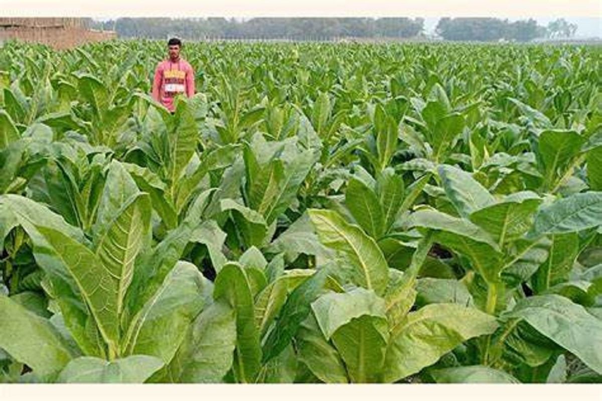 Tobacco Crop is Injurious to Farmers’ Health in Bihar