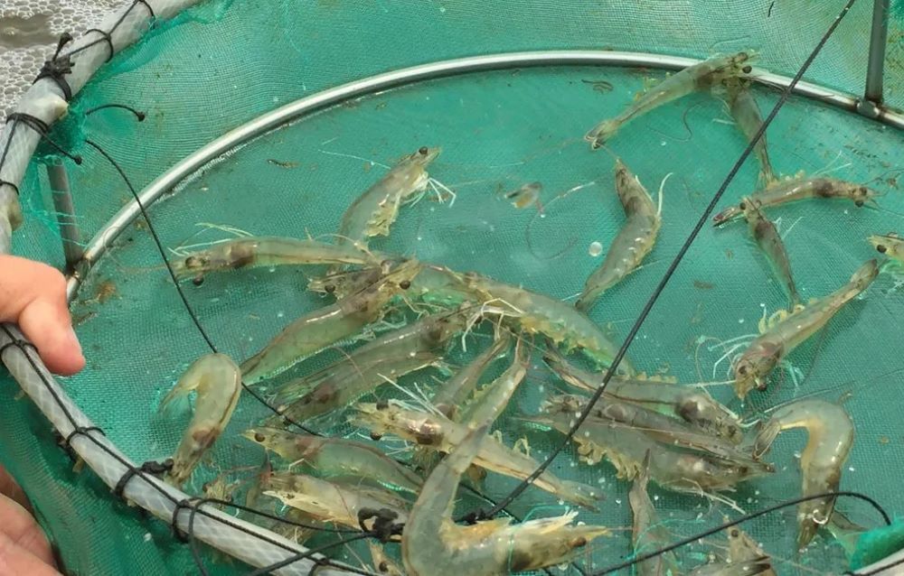 Shrimp Farming Transforms Haryana Farmers' Lives & Increases Profits by ...
