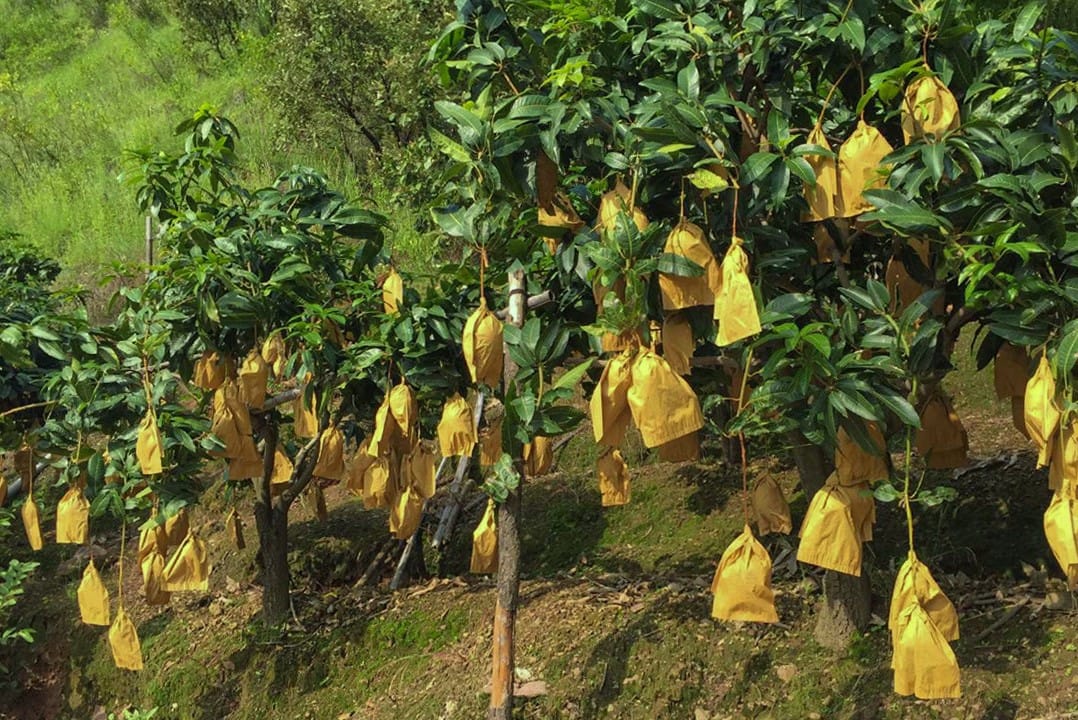 Mango Growers in Khammam Embrace Fruit Bagging as a Promising Technique