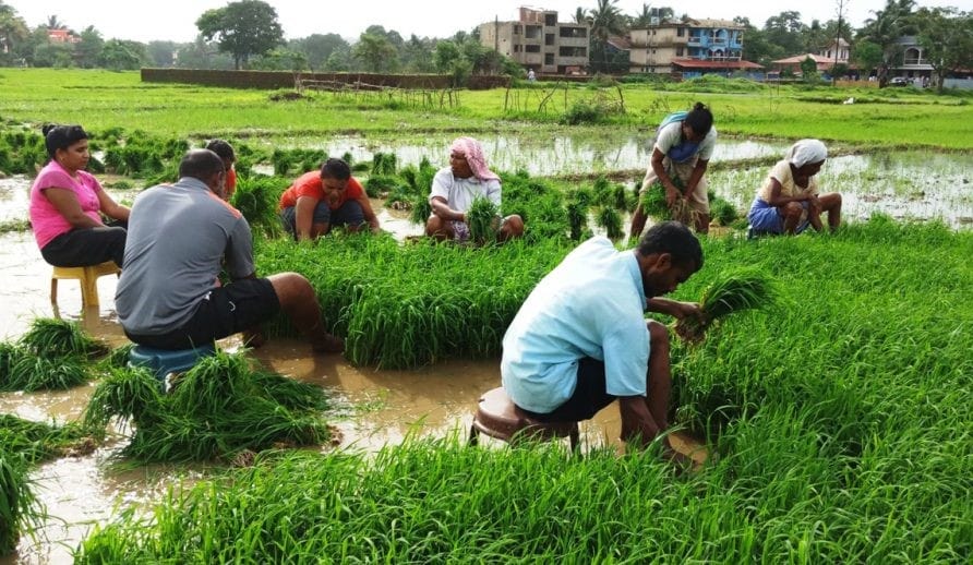 Goa can Embrace Natural Farming Easily, says Agricultural Expert