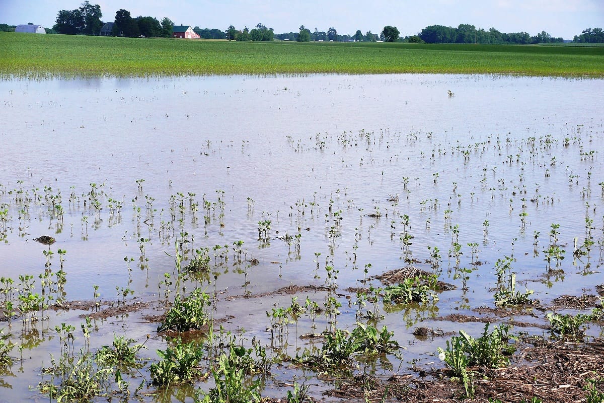 Massive Protest in Three States as Farmers Struggle with Crop Damage ...