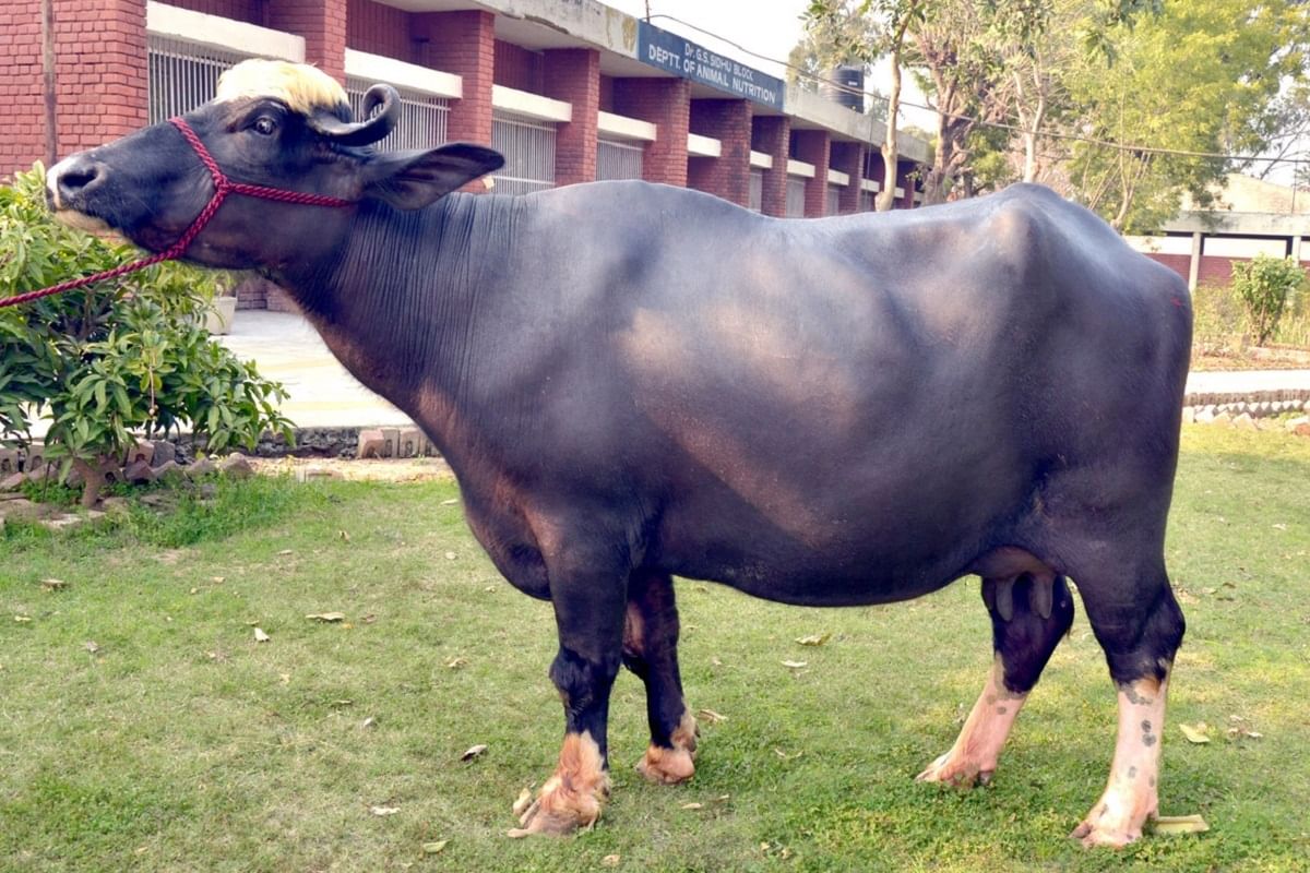 University to Host ‘Nili Ravi Milking Competition’: Celebrating Dairy ...