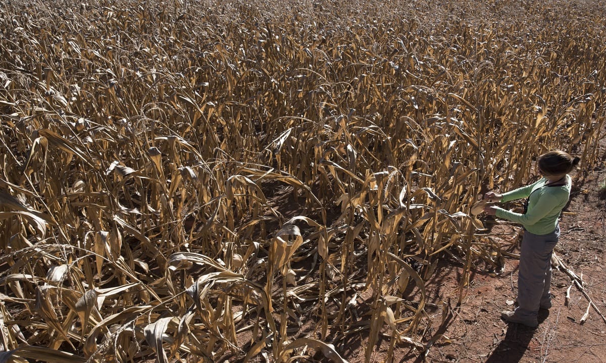 Farmers Dissatisfied with Insufficient Compensation for Crop Loss ...