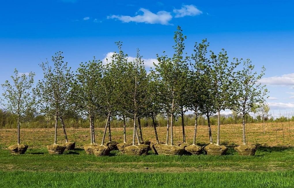 Mukhyamantri Krishi Vaniki Yojana (MKVY): How Can Farmers Benefit from ...