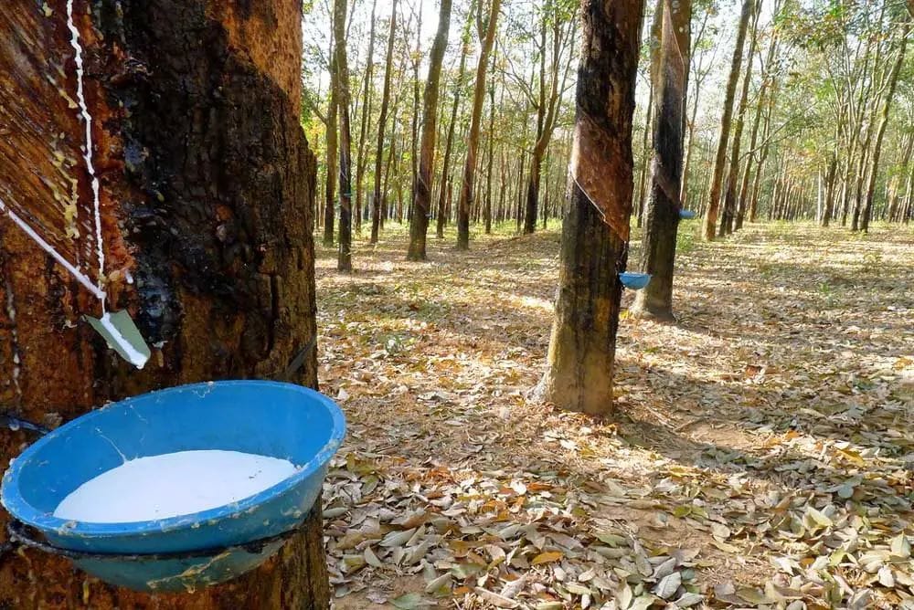 Revolutionizing Rubber Farming: State Launches Experimental Cultivation ...