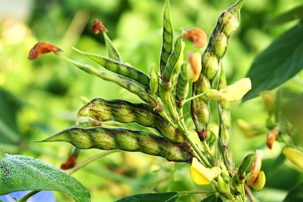 Govt Encouragement in Upsurge of Tur Dal MSP Will Help Farmers, Says ...