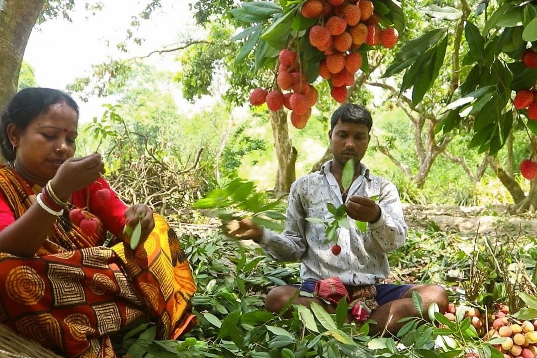 Bihar Govt Promotes Cultivation of New Litchi Varieties Among Farmers