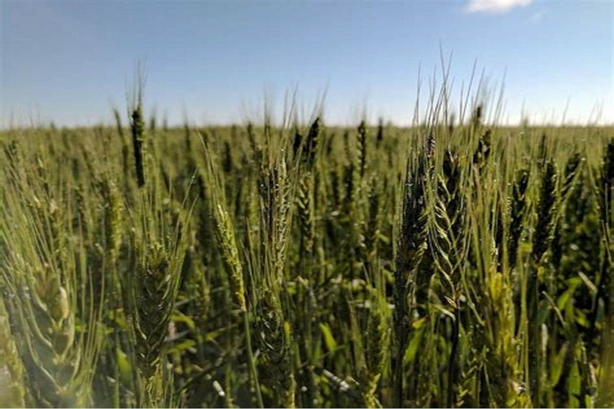 Chhattisgarh Surpasses Target for Rabi Crops, Experiments with Rubber ...