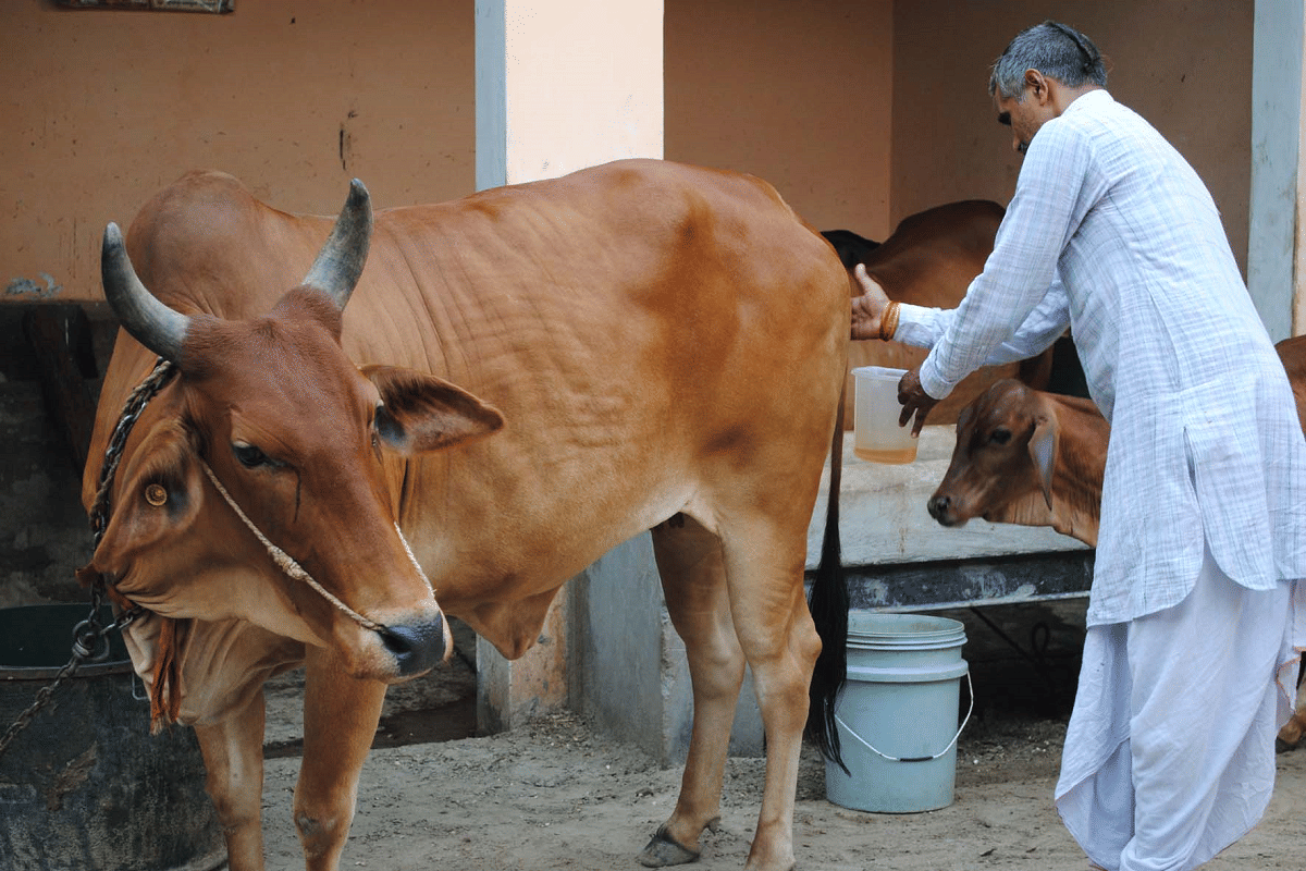 ICAR- IVRI Study Says Fresh Cow Urine Is Harmful to Human Consumption