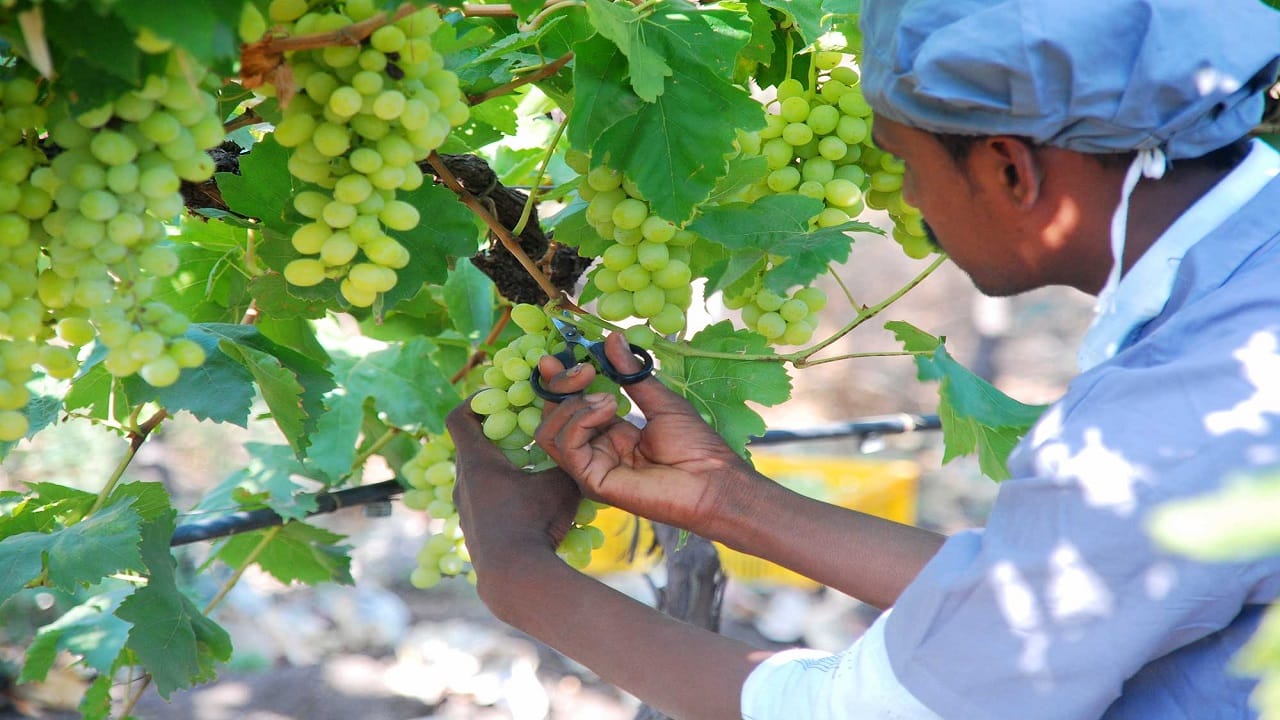 Delhi LG Announces Grape Cultivation Training for Qutubgarh Farmers ...
