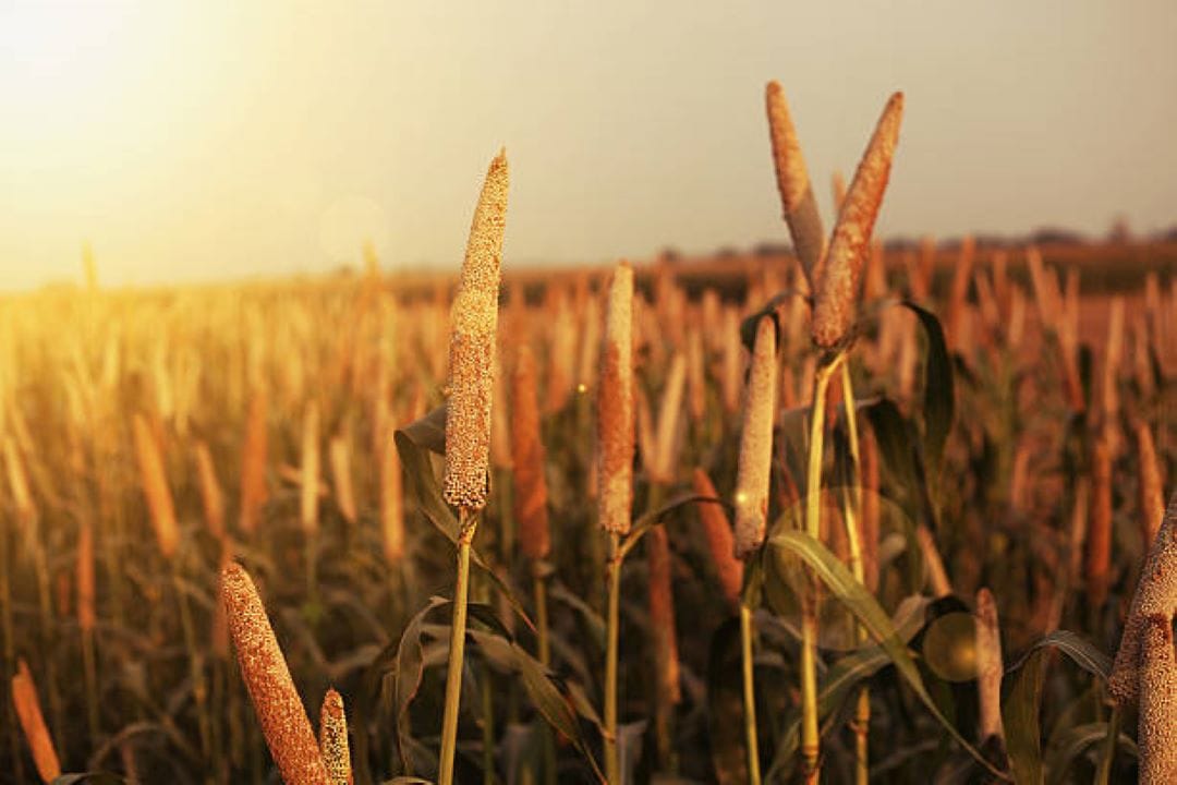 Lenovo's Smart Technology Supports Millet Revival to Benefit 200 ...