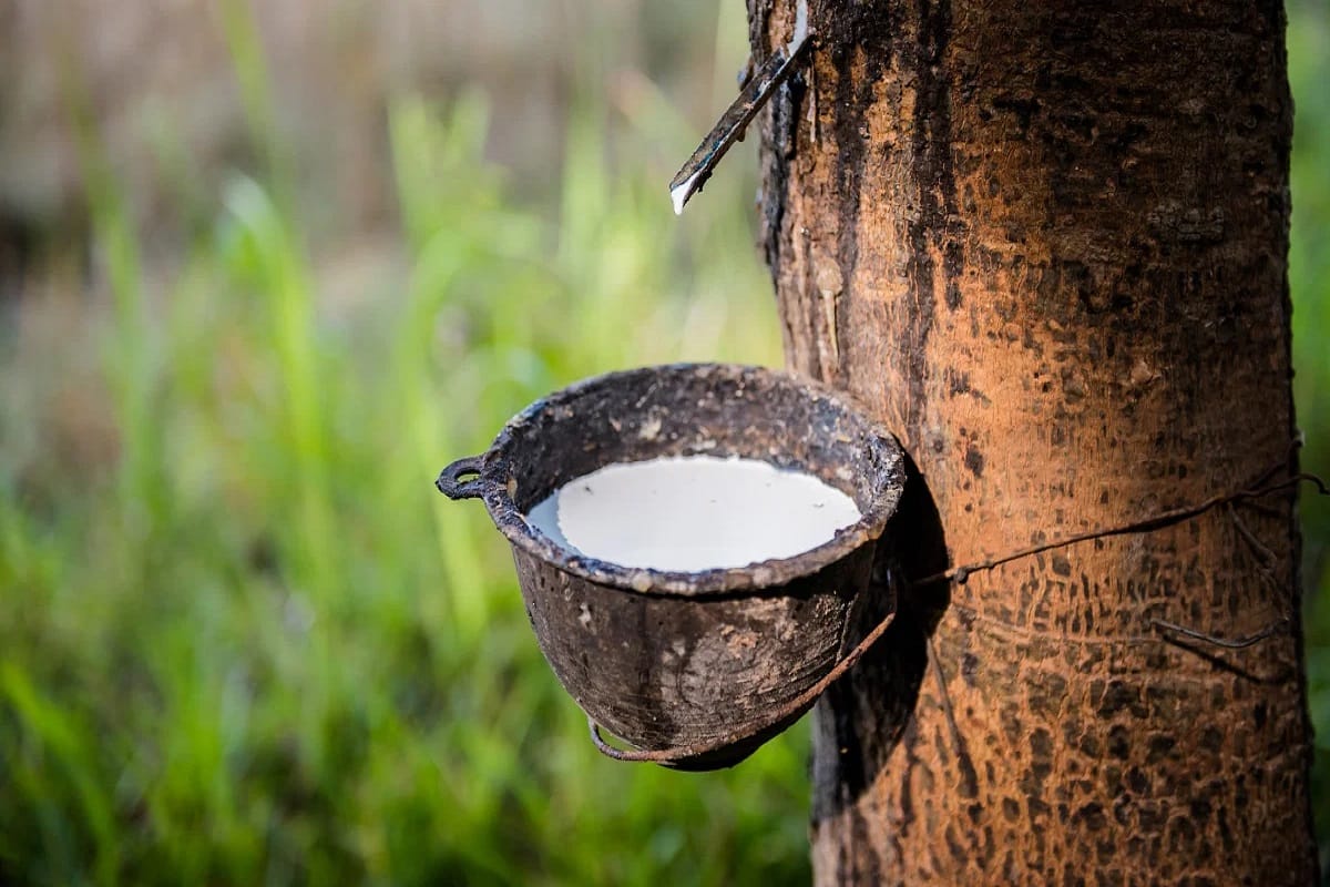 Rubber Cultivation Business Idea: Tips & Techniques for Building a ...