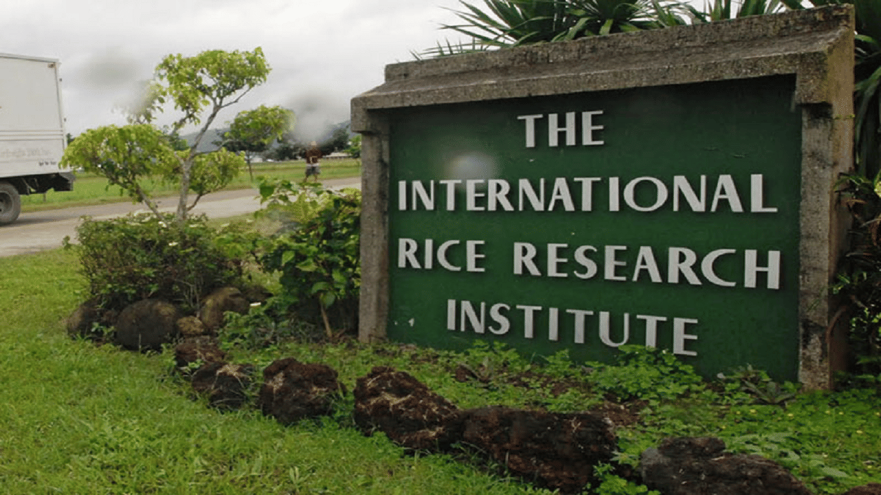 IRRI & ICAR Signed a 5-year Plan in Varanasi to Develop Better Rice