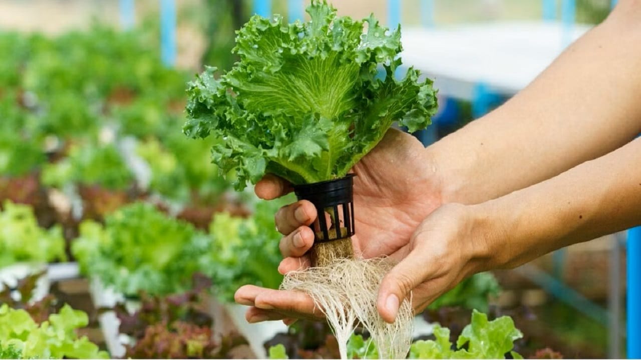 Hydroponic Plant Selection: What to Grow in Your Hydroponic Garden?