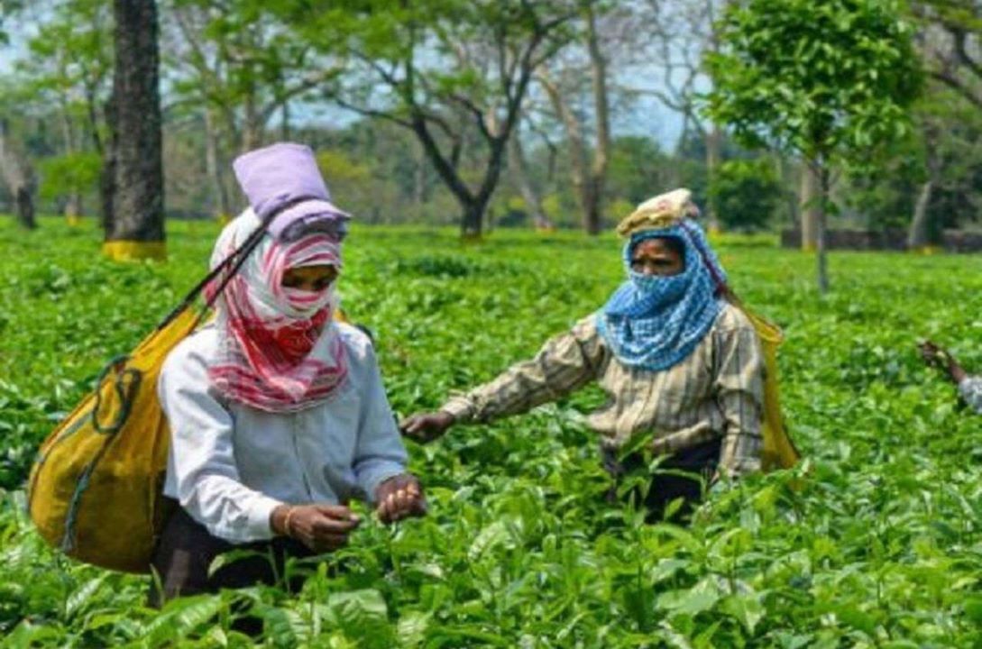 Tea Research Body Finds Annual Crop Loss of 147 Million kg from Pest ...