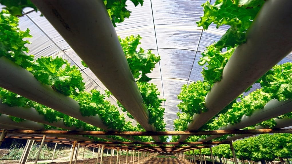 Hydroponic Farming: Nutrient Requirements and pH Levels for Growing ...