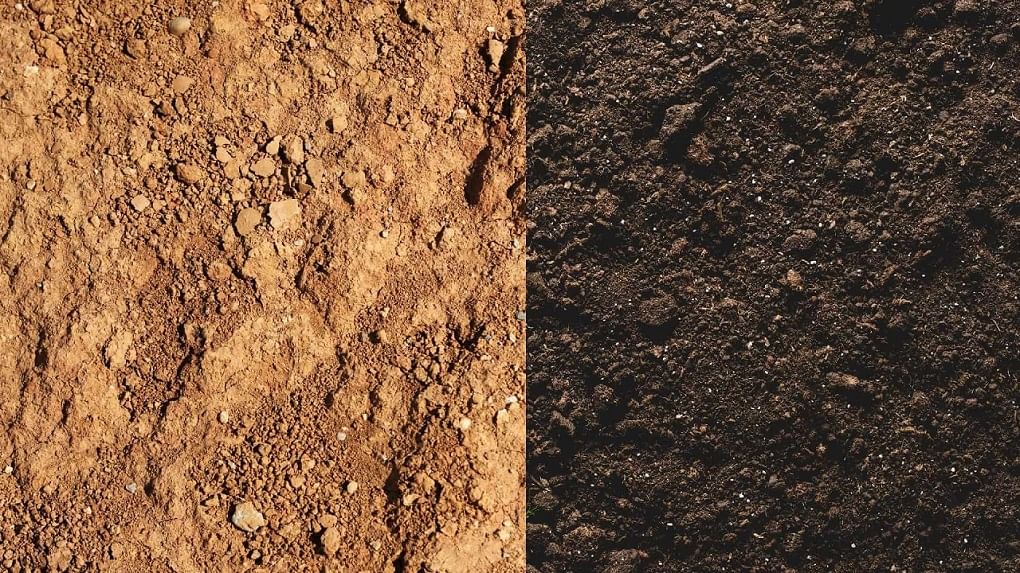 Soil vs Dirt: Understanding the Difference