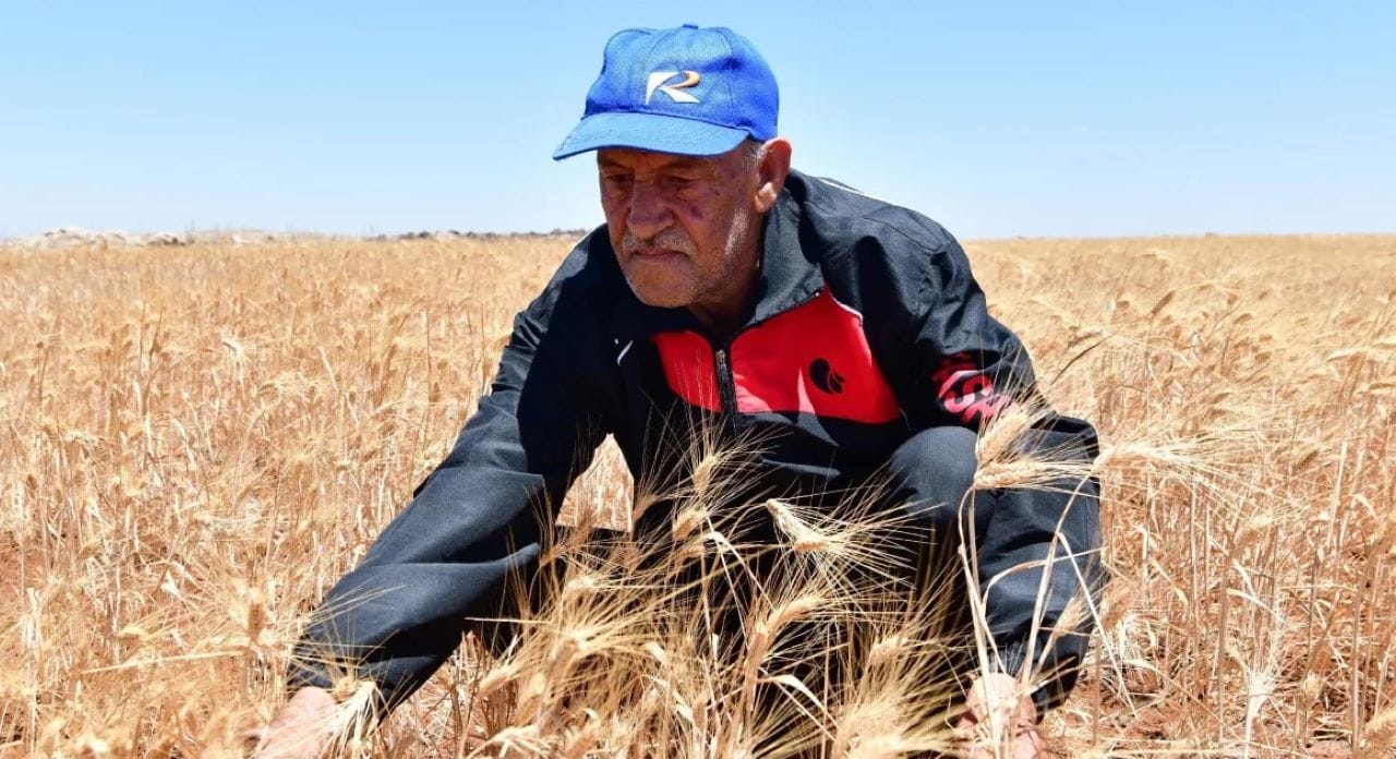Morocco's Agri Ministry Expects 62% Surge in Cereal Production in 2023