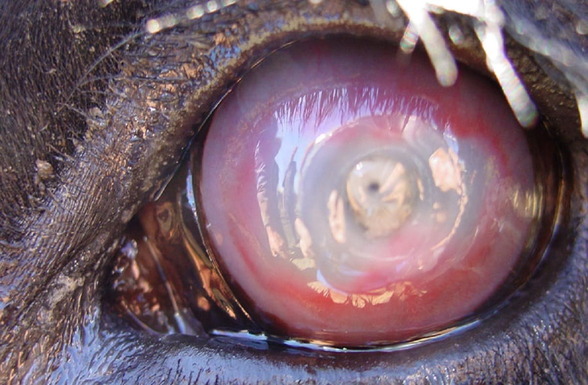 Infectious Bovine Keratoconjunctivitis: A Bacterial Infection that ...