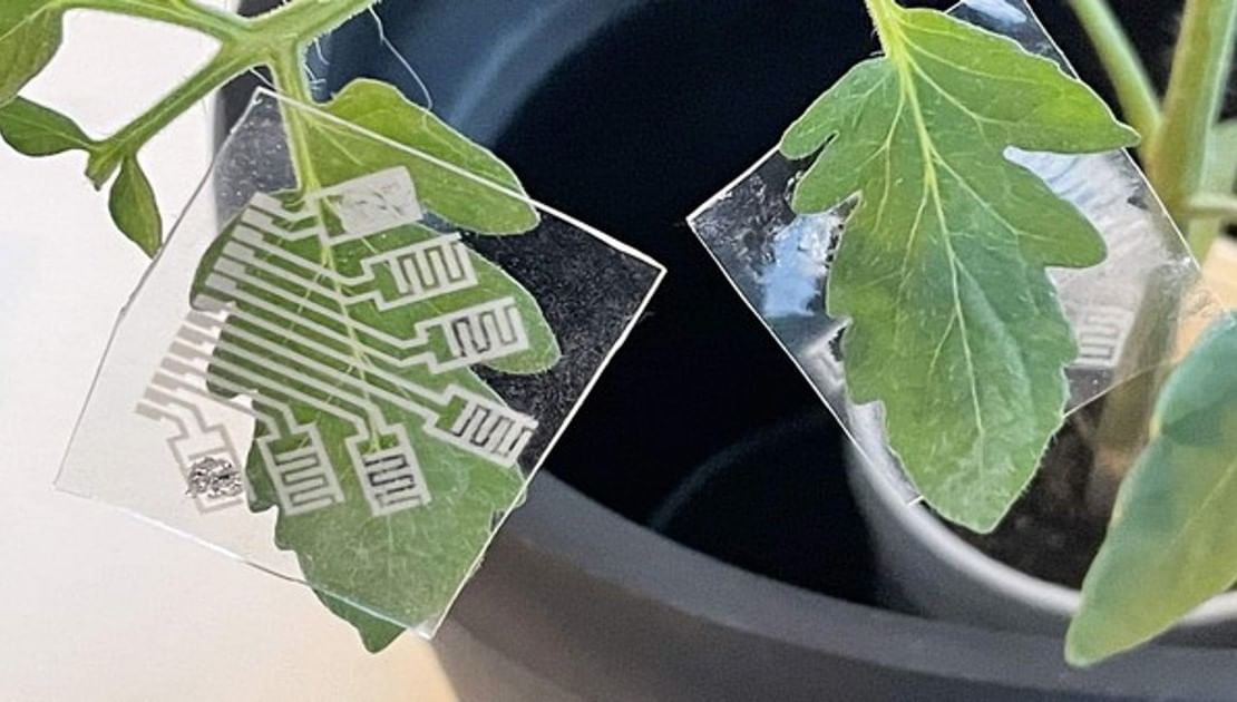 Electronic Patch Revolutionizes Crop Protection with Early Disease ...