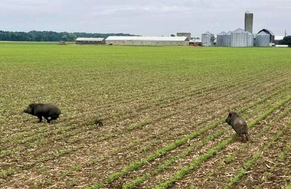 Rampaging Wild Boars Cause Havoc, Destroy Crops In North Kashmir