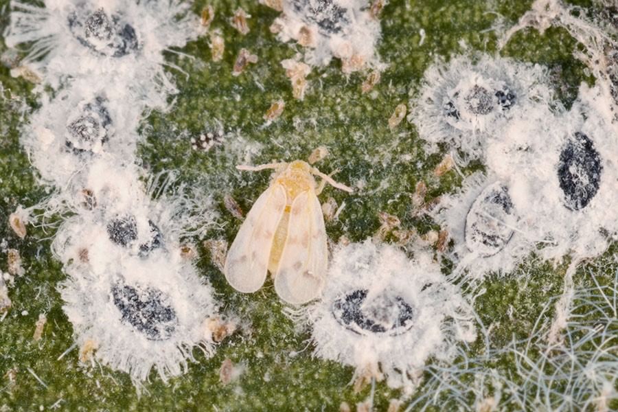 TNAU's Innovative Solution: Capsule to Combat Whitefly Pest Infestation ...