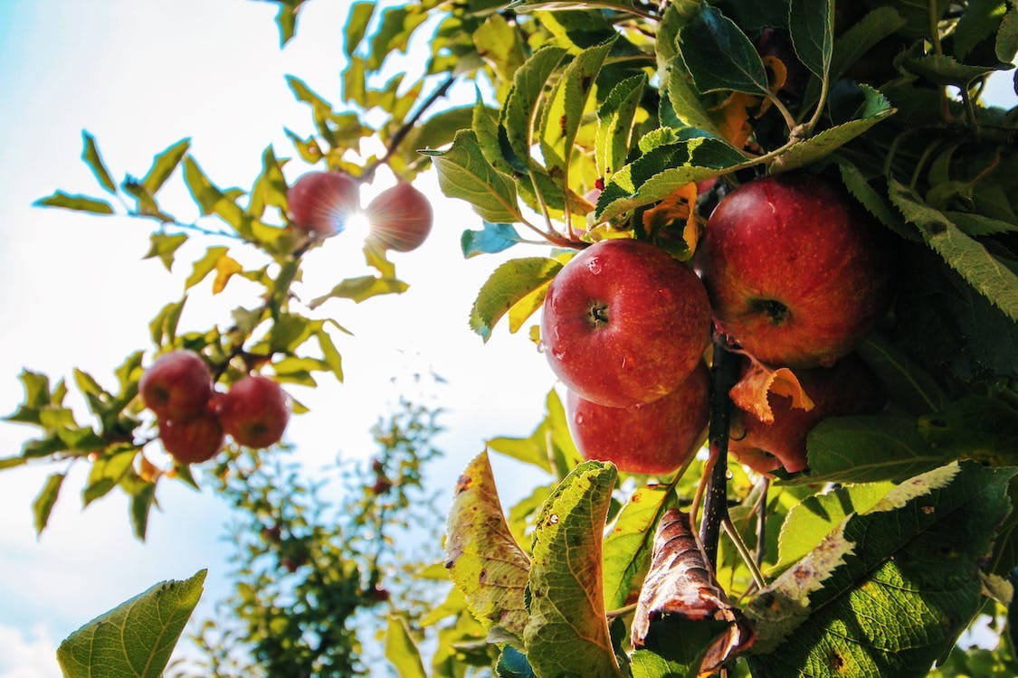 Horticulture Dept Issues Advisory for Orchardists Affected by Snow & Hail