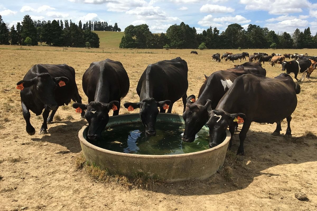 Bovine Burnout: Tackling Heat Stress in Cows for Optimal Health