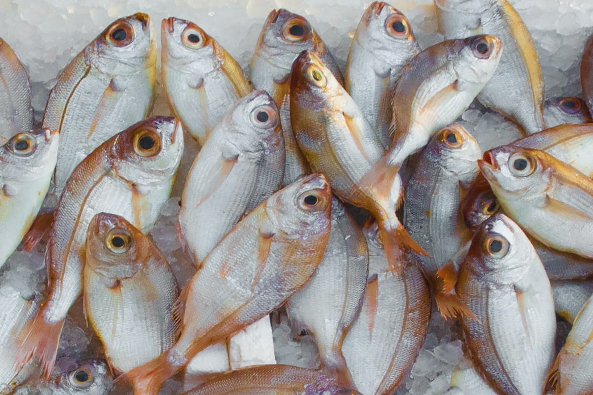 India's Marine Fish Landings Gains 15% in 2022, Reaching 3.49 Million ...