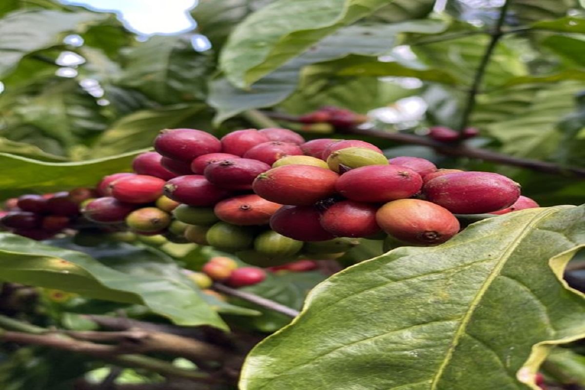 Coffea is a genus of flowering plants in the Rubiaceae family.