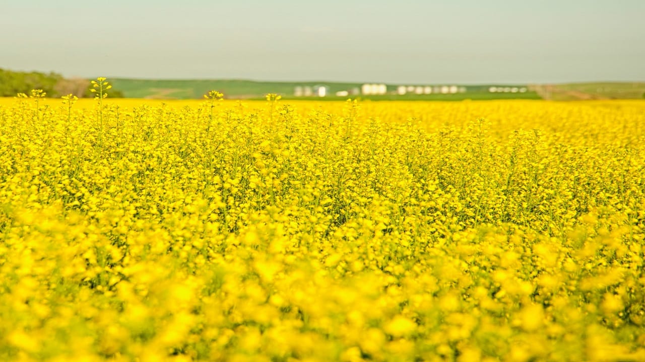 Why Is GM Mustard Need of the Hour?